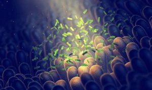 La flora bacteriana y los probióticos | Blog Nutrimarket