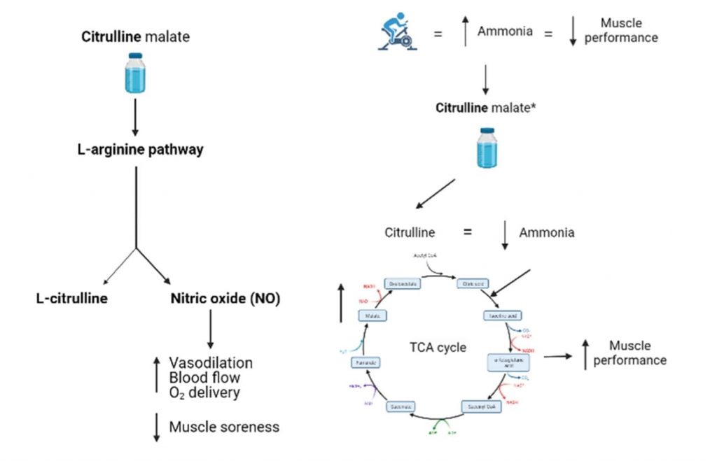 Todo sobre la citrulina malato parte 1 | Blog Nutrimarket