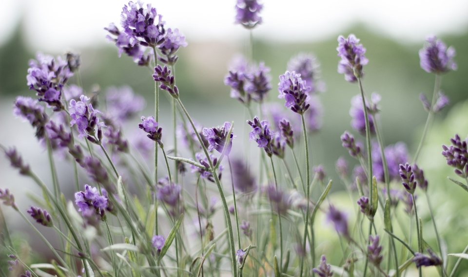 Relax Lavender. Propiedades, usos y beneficios. | Blog Nutrimarket
